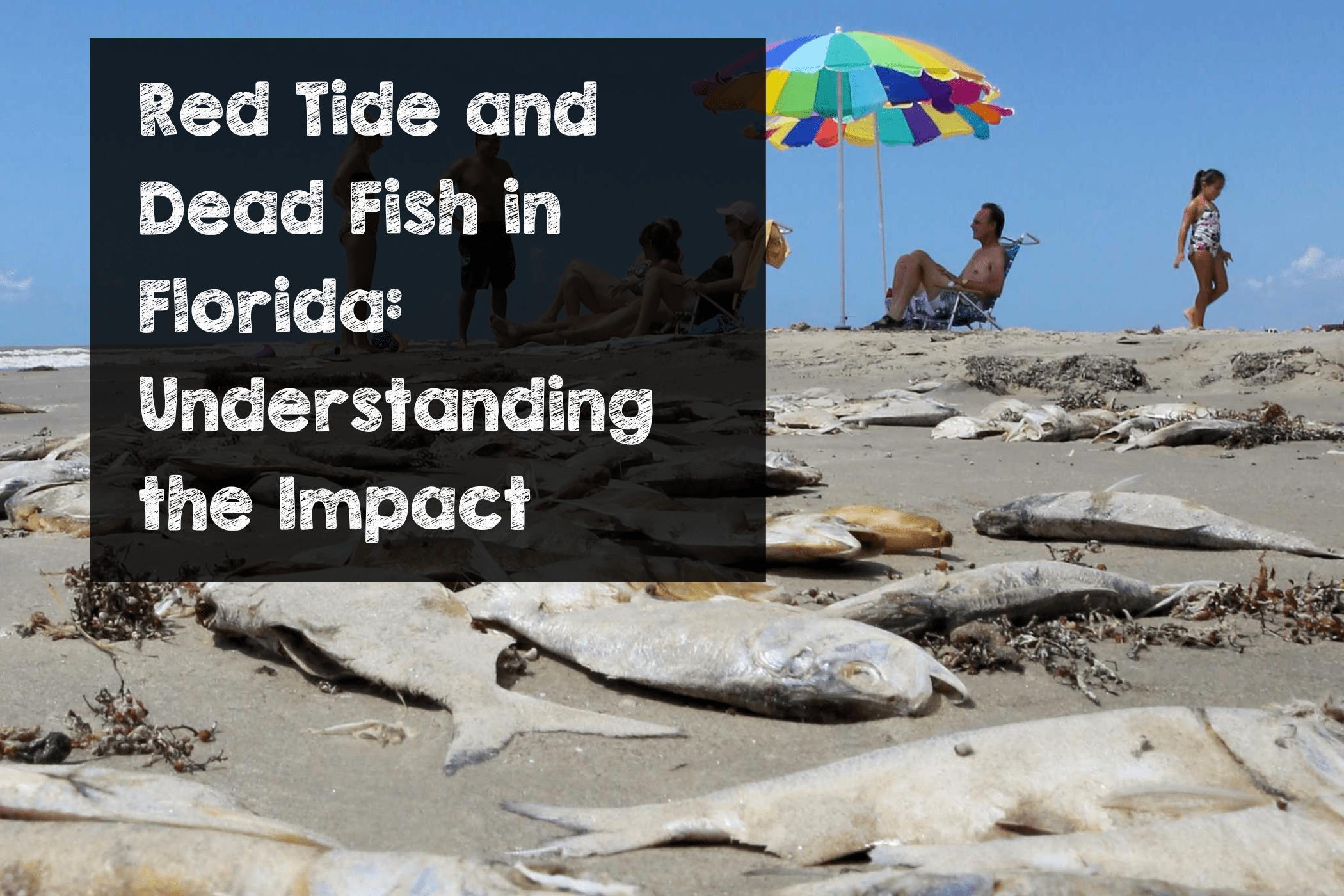 Red Tide and Dead Fish in Florida: Understanding the Impact